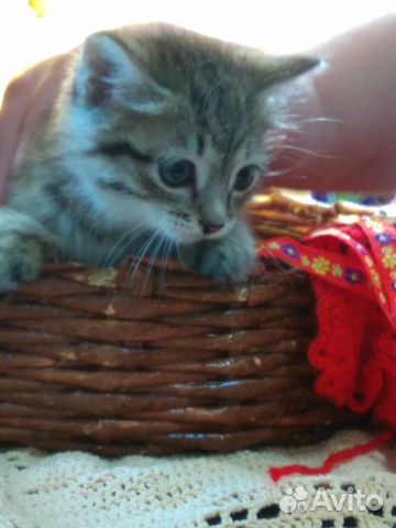 Пусть пока я маловата,но зато ума- палата