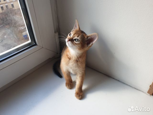 Абиссинские котята с метрикой и прививками