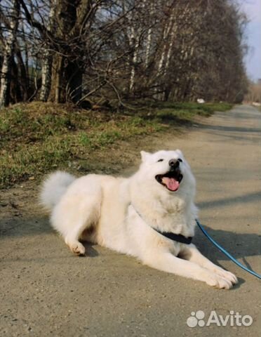 Собака в дар