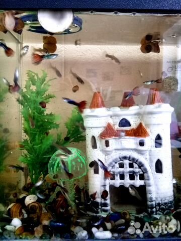 Гуппи бесплатно