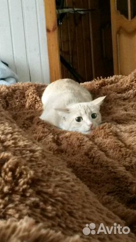 Отдам кошку в добрые руки