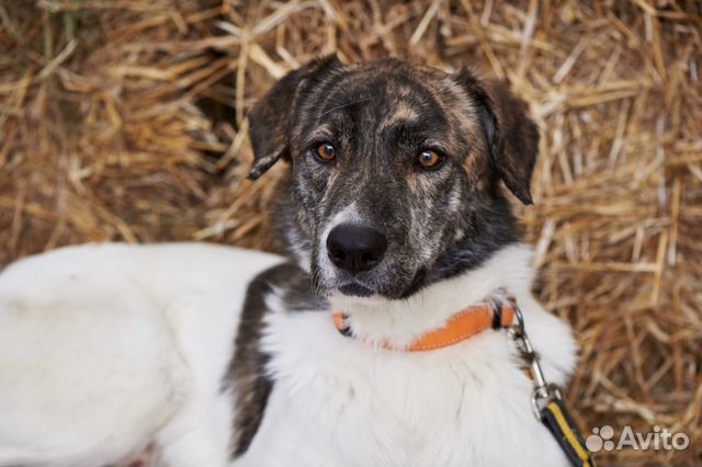 Игривый Бильбо ищет дом