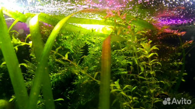 Willow moss валлиснерия микрантемум криптокорина