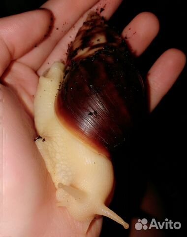 Улитка Ахатина