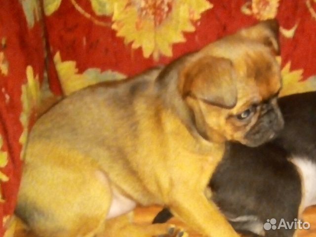 Пти-брабансон девочка