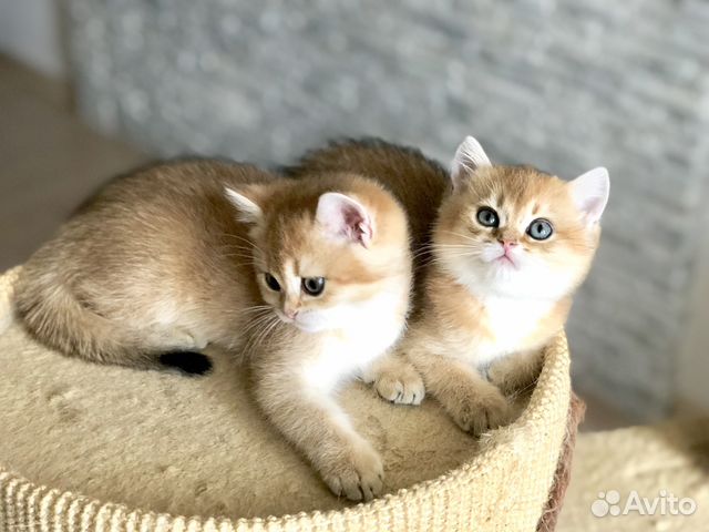 Продам британских котят редкого золотого окраса