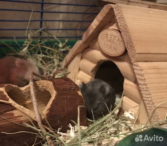 Хомяк джунгарский очаровательный