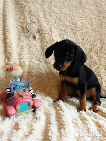 Щенки метисы