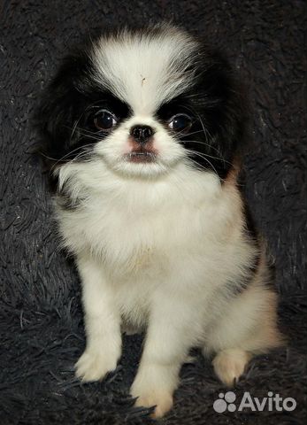 Японский хин(японский спаниель) инь-янь