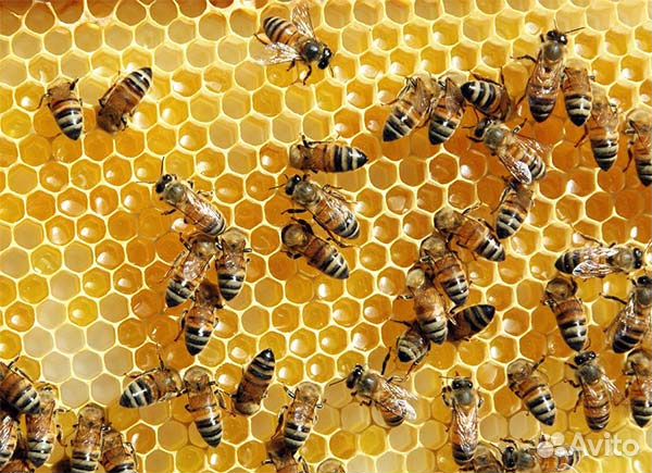 Пчелосемьи