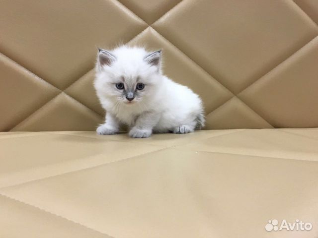 Продам замечательных котят