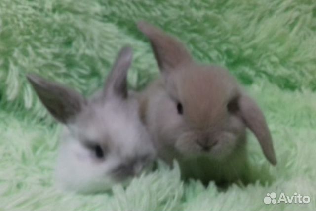 Декоративные крольчата