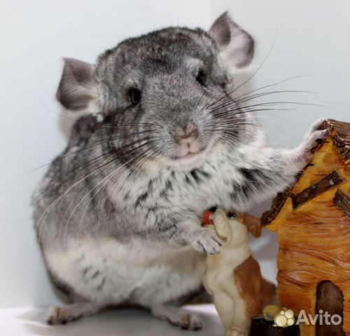 Стандарт бархатный девочка шиншилла