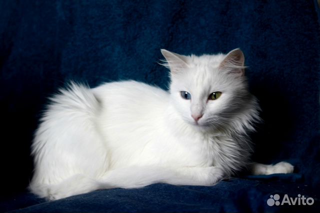 Отдам в добрые руки