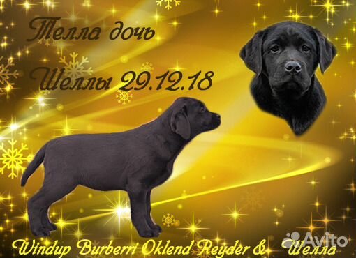 Подрощенная Черная девочка с документами