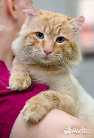 Лютик-добрейший котик ищет дом