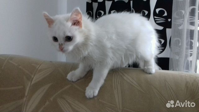 Белоснежка