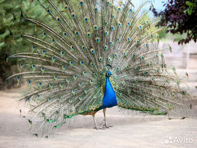 Яйцо и птенцы индийского павлина