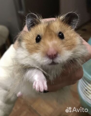 Сирийский хомяк