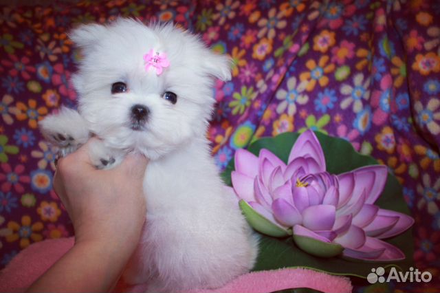Очаровательная мини-девочка мальтезе 2,5 мес
