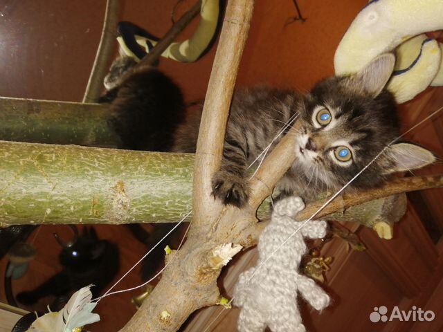 Сибирские котята