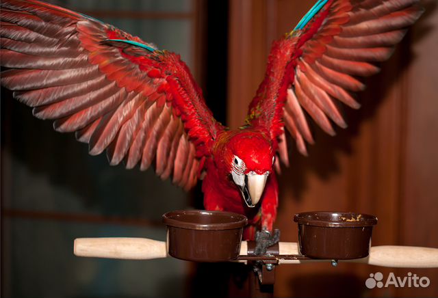 Ара зеленокрылый птенец выкормыш