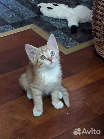 Рыжулька ищет семью