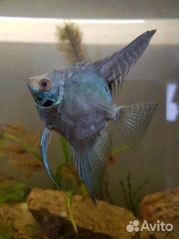 Скалярия пиной