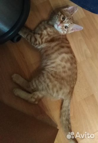 Котенок Рыжик в добрые руки