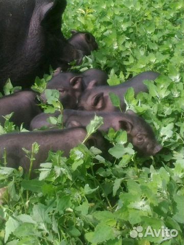 Поросята вьетнамские