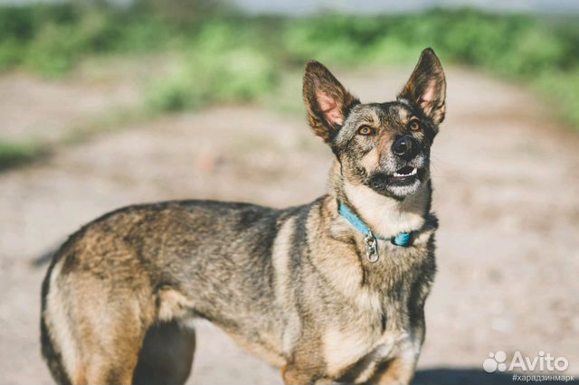 Собака в добрые руки