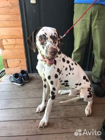 Отдаётся Собака