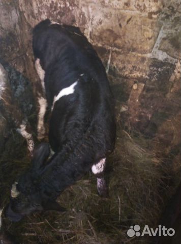 Продается теленок (телочка)