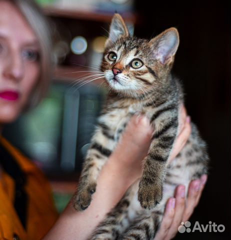 Котёнок мальчик в добрые руки