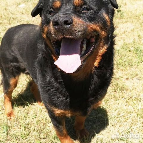 Ротвейлер