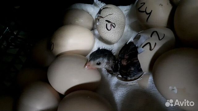 Яйцо.цыплята цесарок