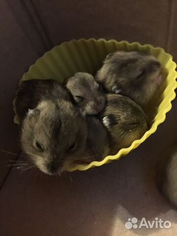 Джунгарский хомяк