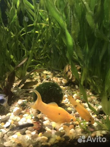 Пара моллинезий