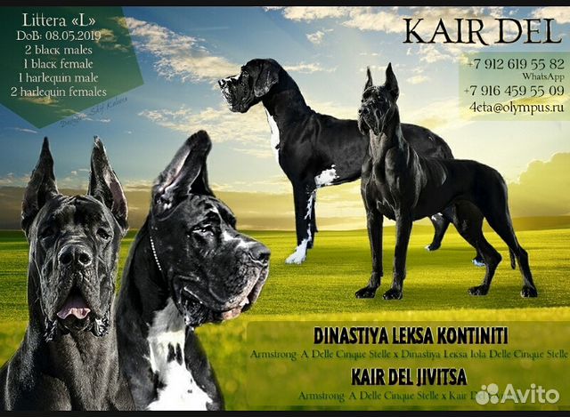 Щенки немецкого дога