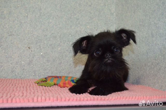 Бельгийчик