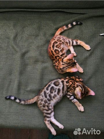 Бенгальские котята