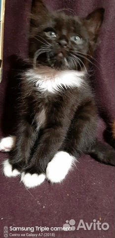 Котята обычные домашние