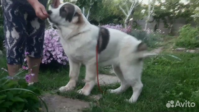 Щенок среднеазиатской овчарки