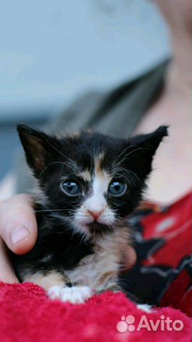 Малышка Моня