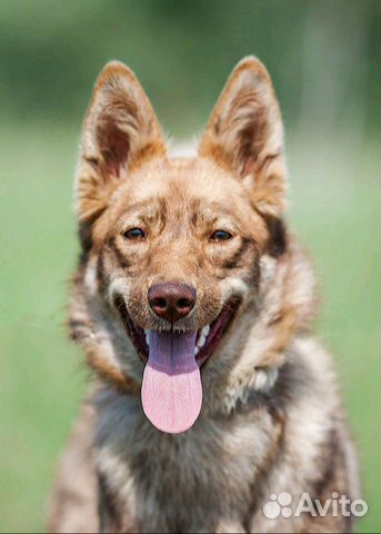 Шоколадная Герда, метис лайки, 9 мес