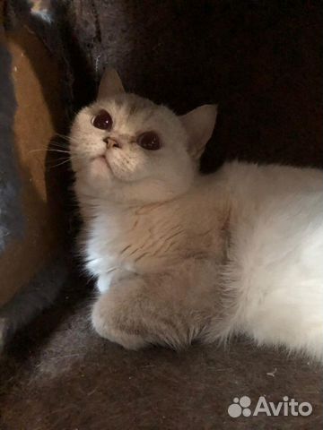 Британская стерилизованная кошка