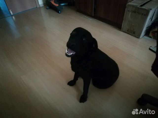 Продаю собаку почти год