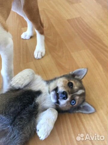 Щенкок, отдам в добрые руки