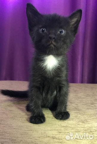 2 мес и 9 мес Котик черный,котик серый 9 мес
