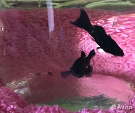 Самец и самка «Моллинезий чёрных»